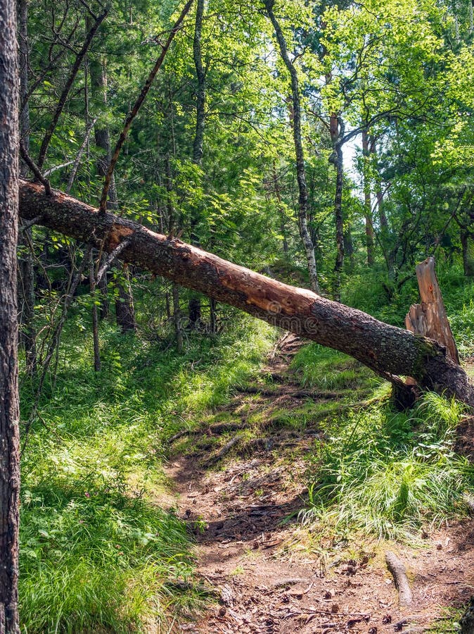 Fallen Tree is Blocked the Forest Path Stock Photo - Image of growth ...