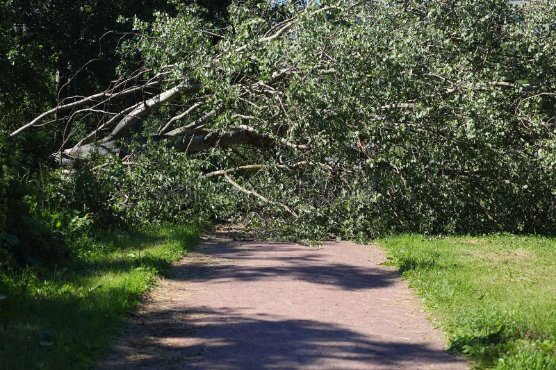 Fallen Tree Blocked the Path in the Forest Park Stock Image - Image of ...