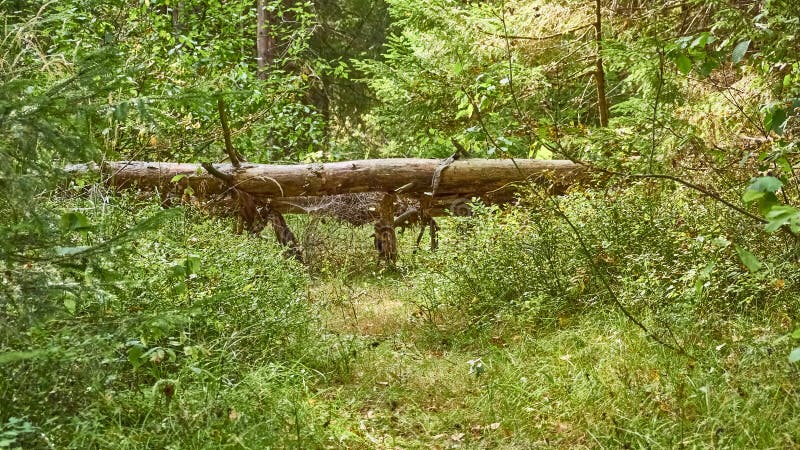 Fallen Tree Blocked the Path. General Plan Color Stock Image - Image of ...