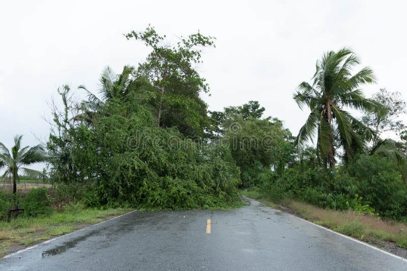 A Fallen Tree Blocked the Road Stock Photo - Image of holland, nature ...