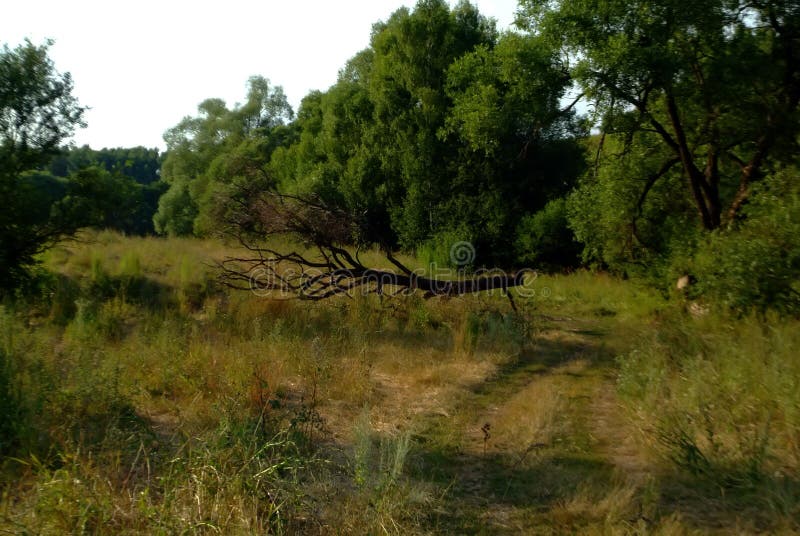 142 Fallen Tree Blocked Path Forest Stock Photos - Free & Royalty-Free ...