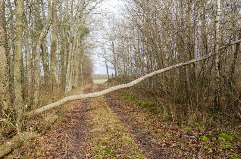 Tree Blocking Trail Photos - Free & Royalty-Free Stock Photos from ...