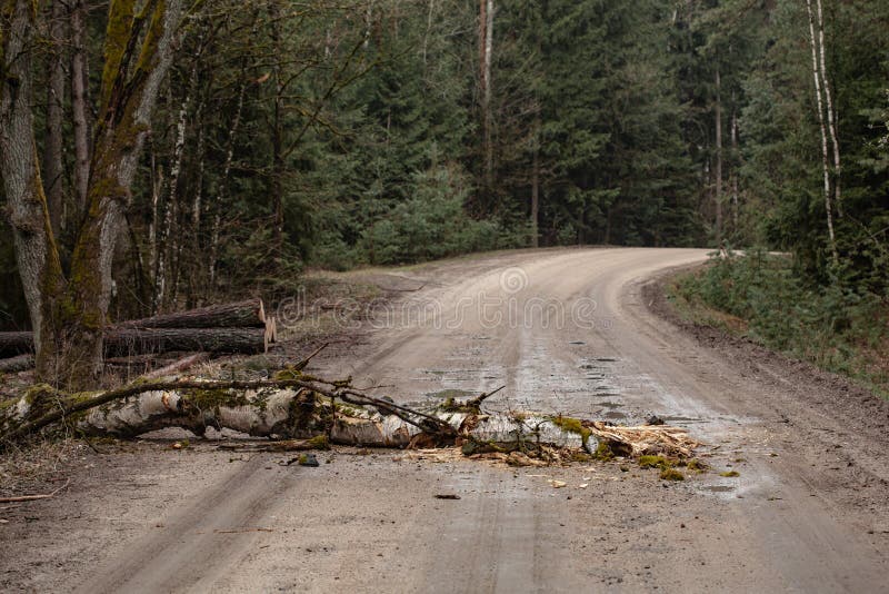 Fallen Tree Blocking a Country Road in a Deciduous Forest by Spring ...