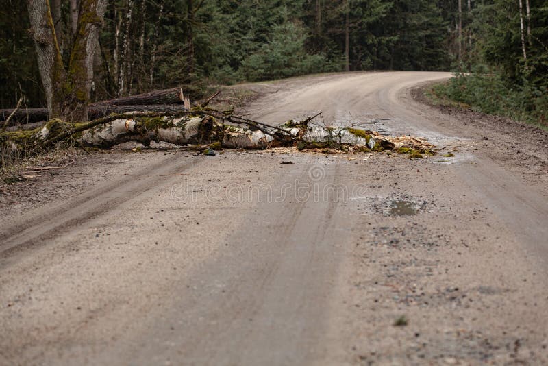 Fallen Tree Blocking a Country Road in a Deciduous Forest by Spring ...
