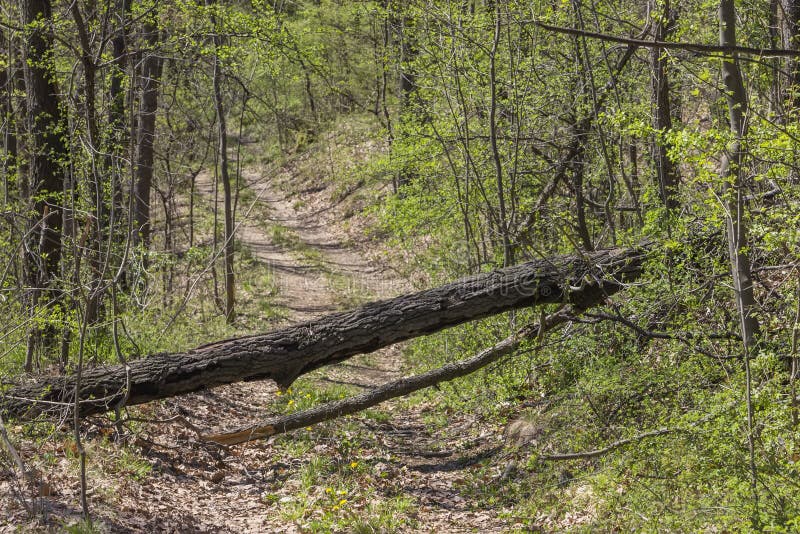 Tree Blocking Trail Photos - Free & Royalty-Free Stock Photos from ...