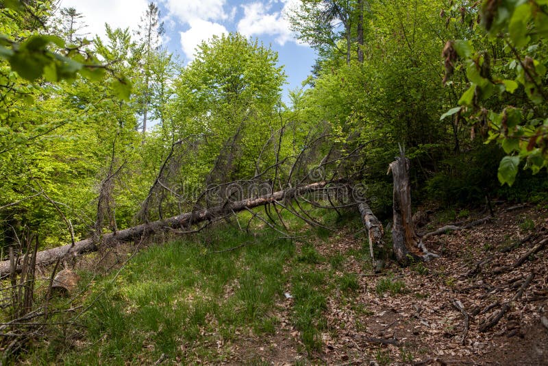 115 Tree Blocking Trail Stock Photos - Free & Royalty-Free Stock Photos ...