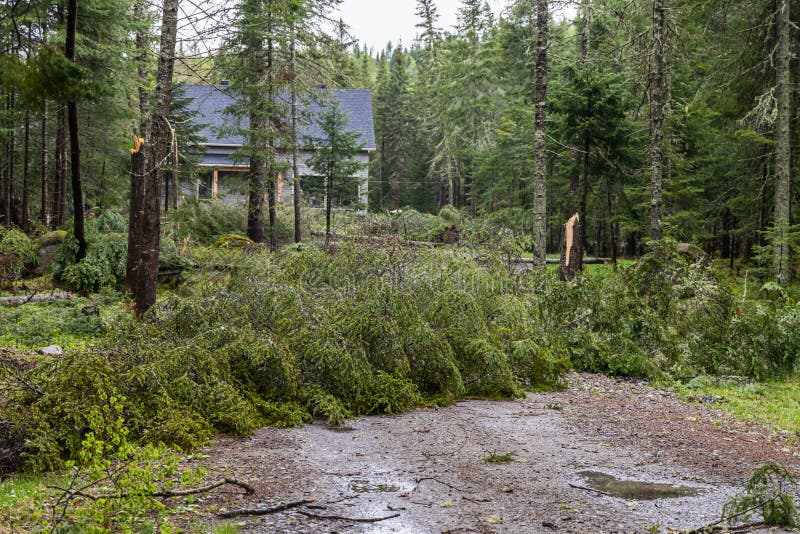 Fallen Tree Blocks Driveway after Storm Stock Photo - Image of broken ...