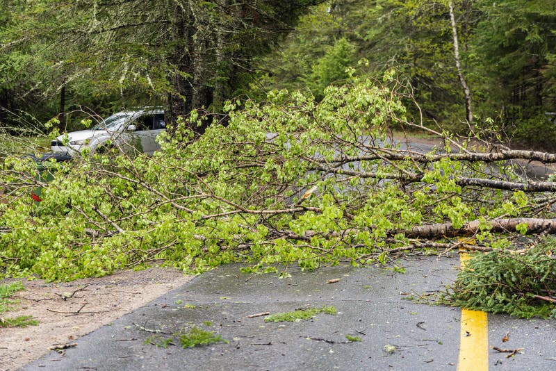 Fallen Tree Blocks Main Road after Storm Stock Image - Image of danger ...