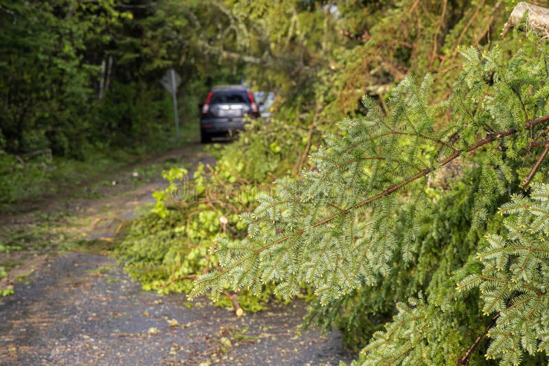 Fallen Tree Blocks Main Road after Storm Stock Photo - Image of ...