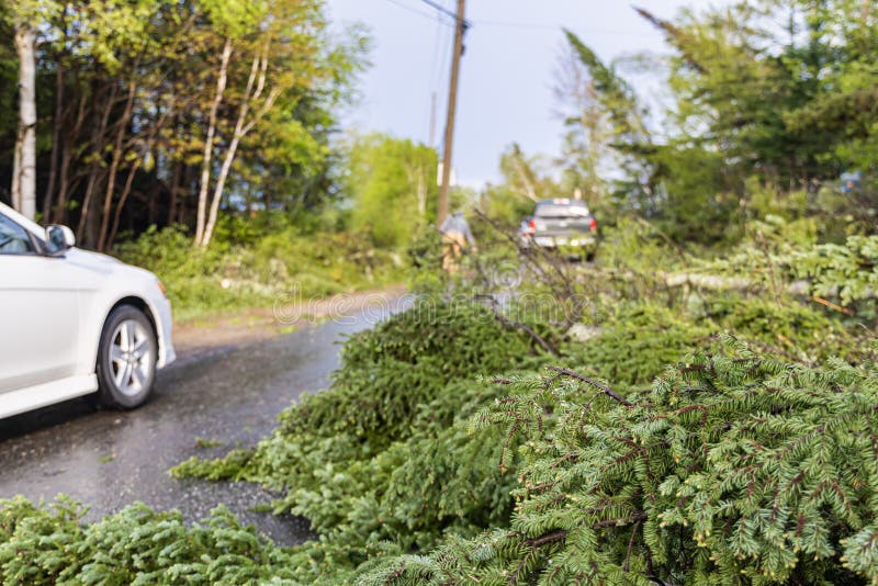 Fallen Tree Blocks Main Road after Storm Stock Photo - Image of route ...