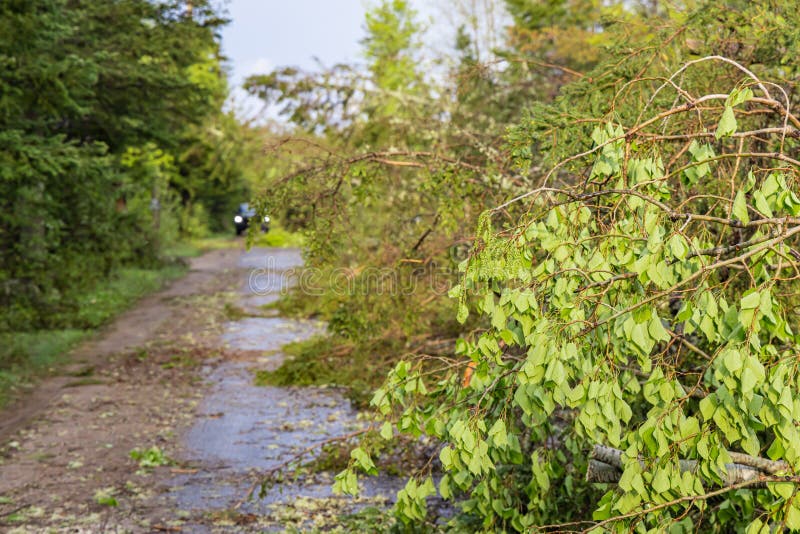 Fallen Tree Blocks Main Road after Storm Stock Image - Image of nature ...