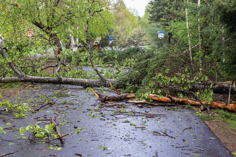 Fallen Tree Blocks Main Road after Storm Stock Image - Image of damage ...