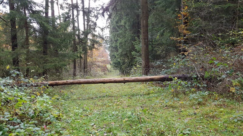 Fallen Tree Blocks a Way in the Forest Stock Image - Image of tree ...