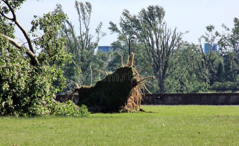 Fallen Tree Blown Over by Heavy Winds at the Park Stock Photo - Image ...