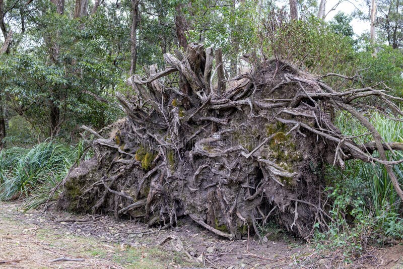 148 Fallen Tree Root Structure Stock Photos - Free & Royalty-Free Stock ...