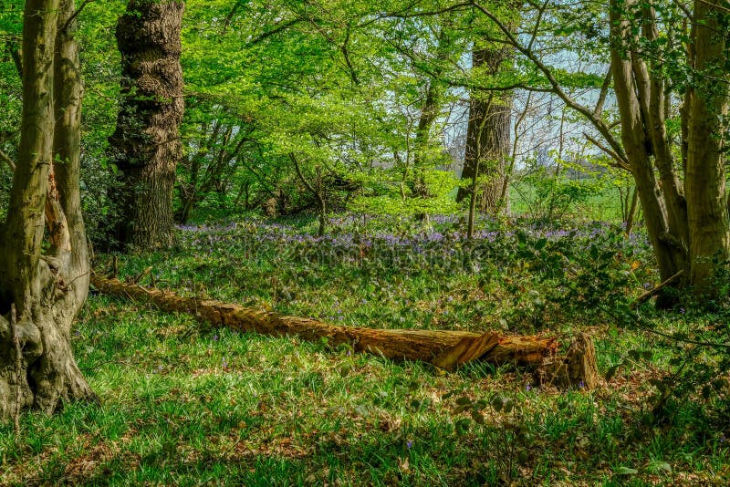 Fallen Tree in the Bluebell Wood Stock Photo - Image of lambourne ...