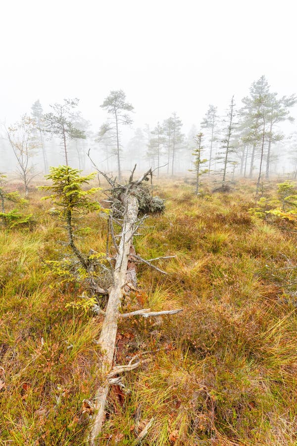 Fallen tree on a bog stock image. Image of dead, fall - 97330895