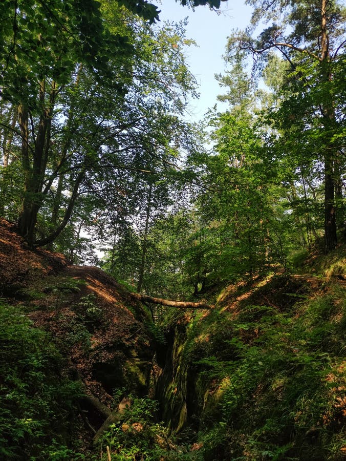 A Fallen Tree Branch Bridges a Deep, Sunlit Ravine in a Lush Forest ...