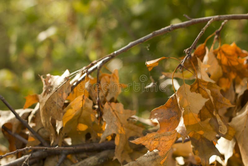 Fallen Tree Branch with Dry Autumn Leaves Stock Photo - Image of ...