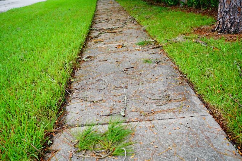 Fallen Tree Branch and Leaf on Road after Hurricane. Stock Photo ...