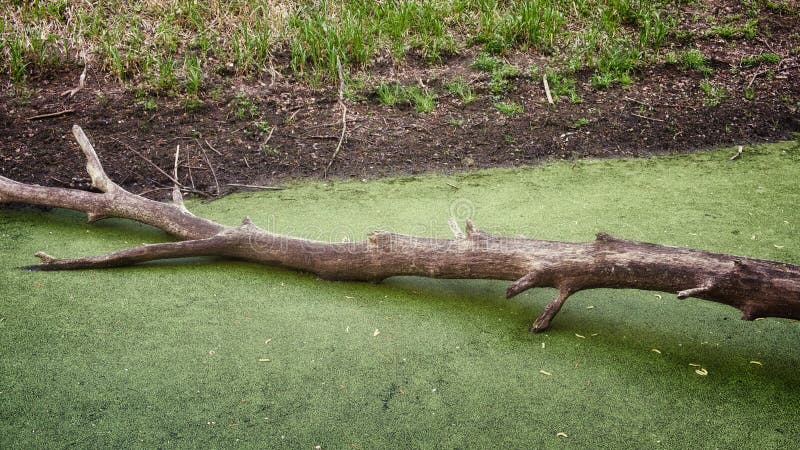 A Fallen Tree Branch Lies on a Green, Algae-covered Pond Stock Photo ...