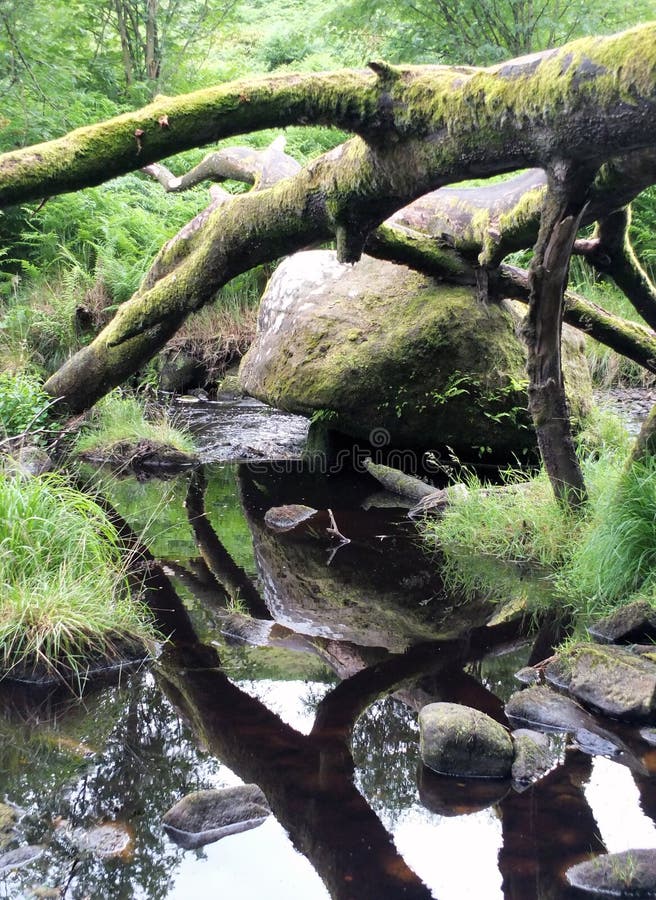 Fallen Tree with Branches Around a Large Boulder Stock Image - Image of ...