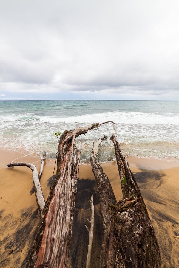 Fallen Tree Branches in Beach Stock Photo - Image of drift, driftwood ...