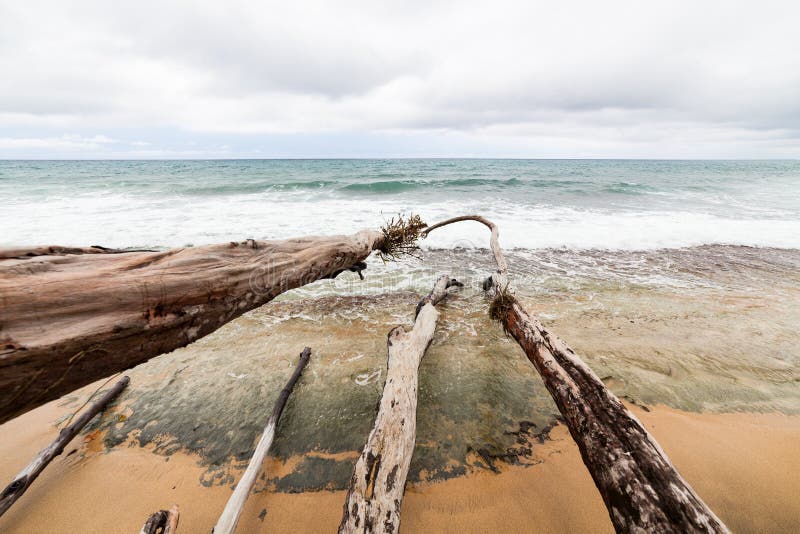 Fallen Tree Branches in Beach Stock Photo - Image of water, dead: 89578968