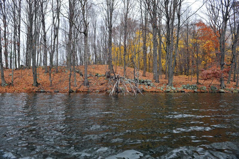 Fallen Tree with Branches Hanging Over Lake Stock Photo - Image of tree ...