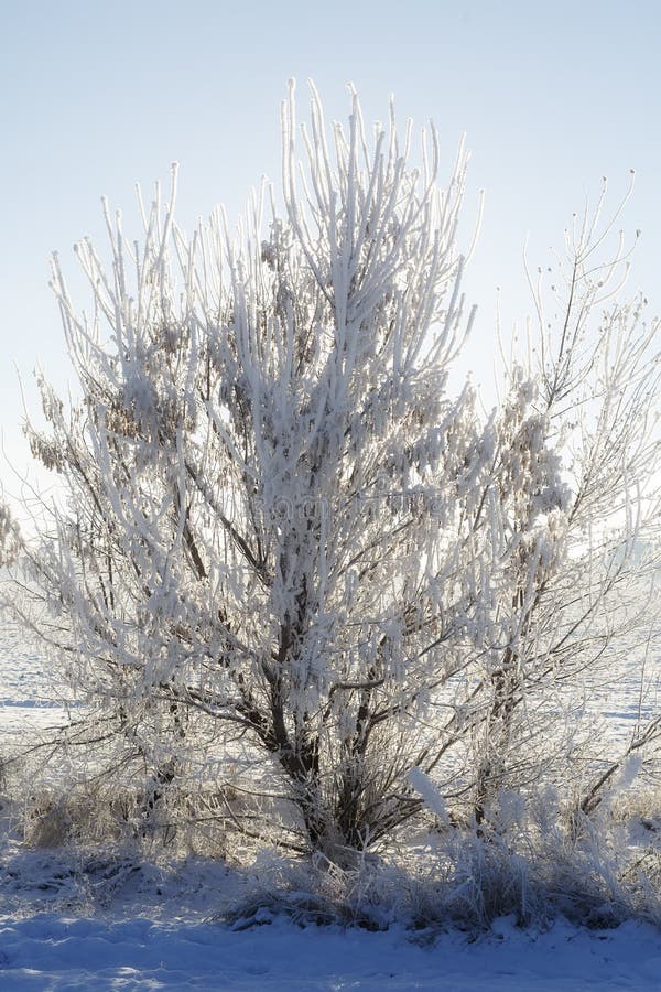 Fallen Tree Branches after Snow Storm Stock Image - Image of winter ...