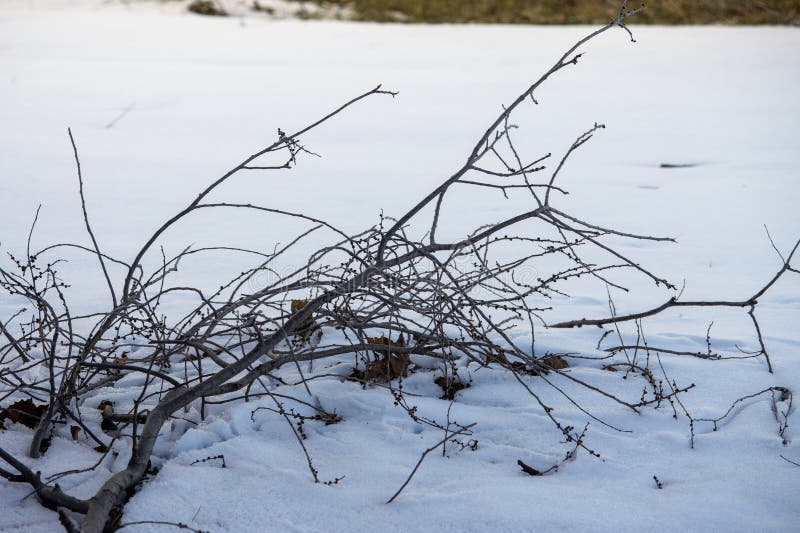 Fallen Tree Branches in the Snow Stock Photo - Image of branches, plant ...