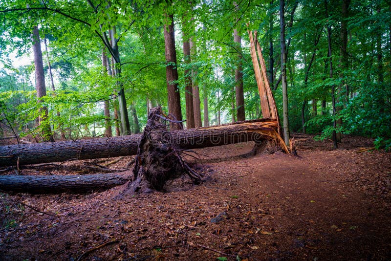 Fallen tree stock image. Image of fallen, path, storm - 257910875
