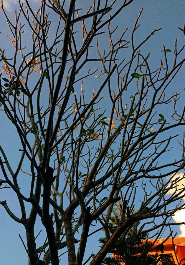 Fallen tree, brunches. stock image. Image of brunches - 263602797