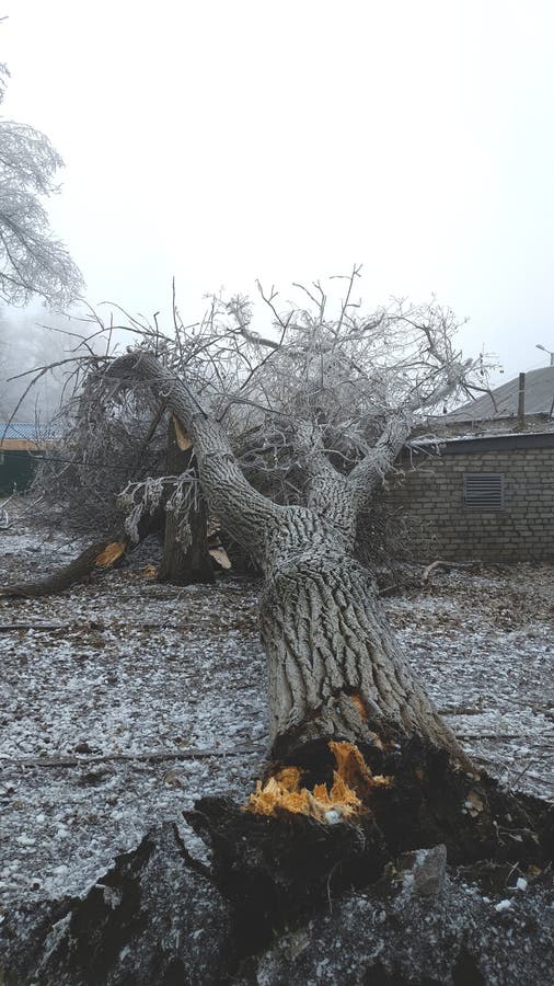 Fallen Tree on a Building in Winter Stock Photo - Image of beauty, line ...