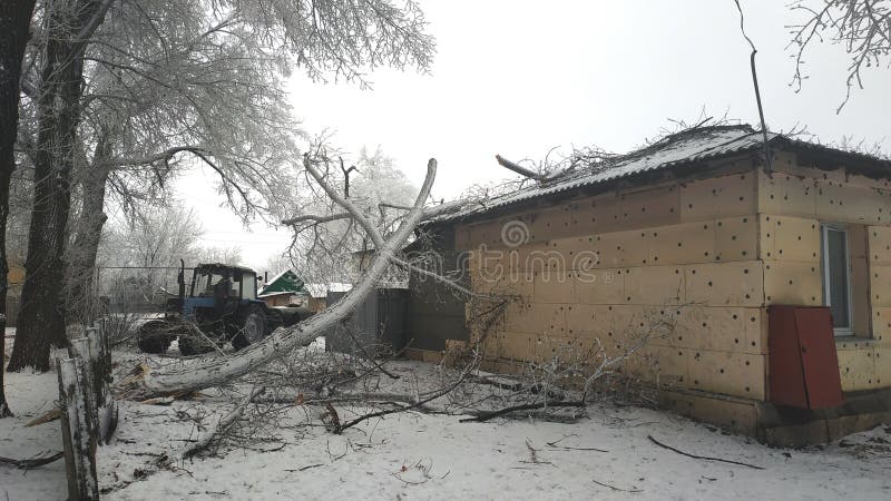 Fallen Tree on a Building in Winter Stock Image - Image of nature ...