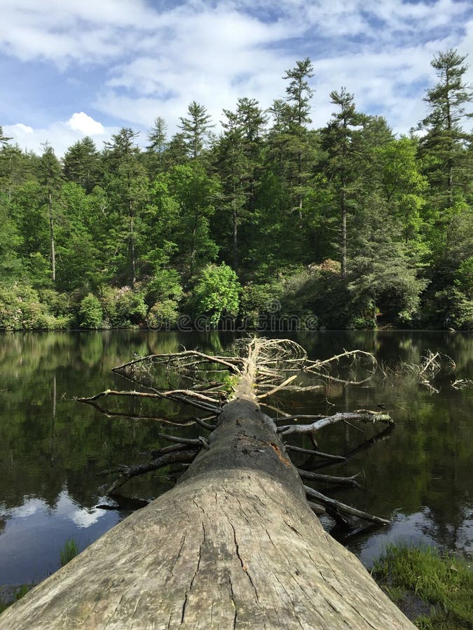 Fallen tree into a lake stock image. Image of woodland - 276697913