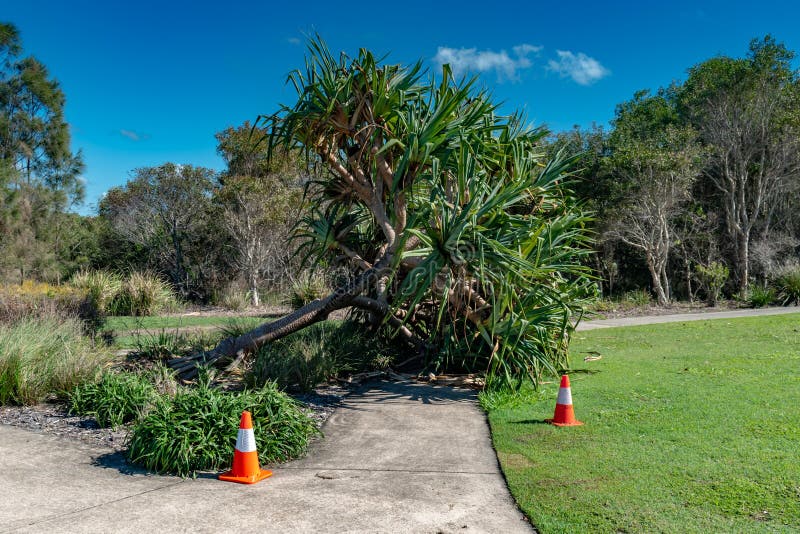 A Fallen Tree Causes a Hazard on a Local Footpath Stock Photo - Image ...