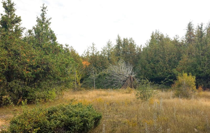 Fallen Tree on a Clearing with Dense Yellow Grass, Surrounded by ...