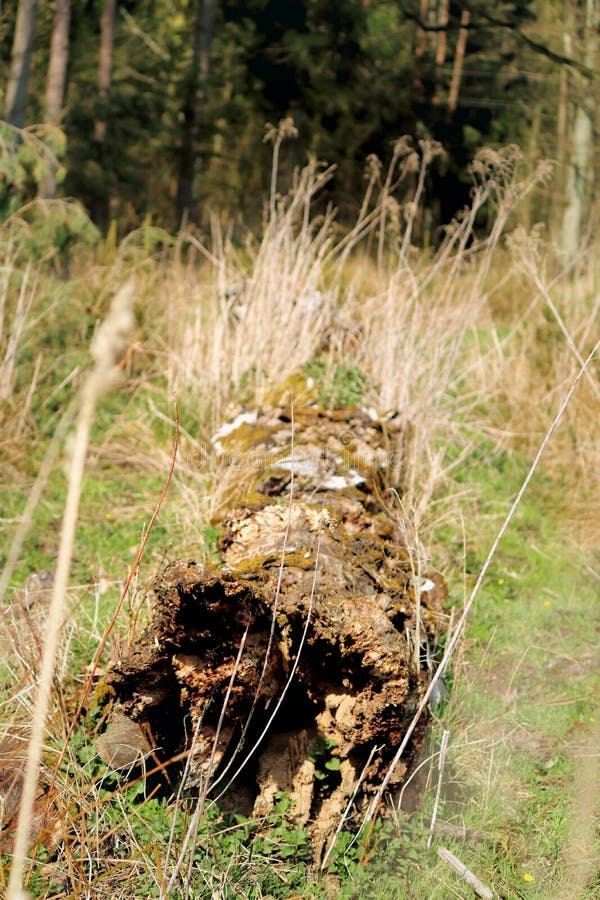 A Fallen Tree in a Reed Field on the Shore of Lake Dąbskie Stock Photo ...