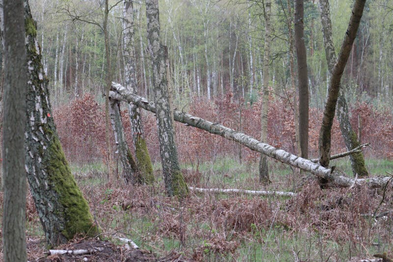 A Fallen Tree in a Reed Field on the Shore of Lake DÄ…bskie Stock Photo ...