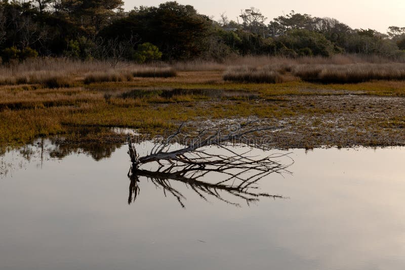 Fallen Tree in Coastal Marsh Reflected Stock Image - Image of north ...