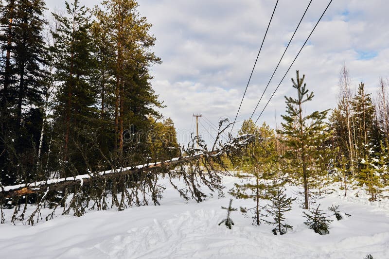 Tree Impingement on High Voltage Lines Poses Electrical Safety Threat ...