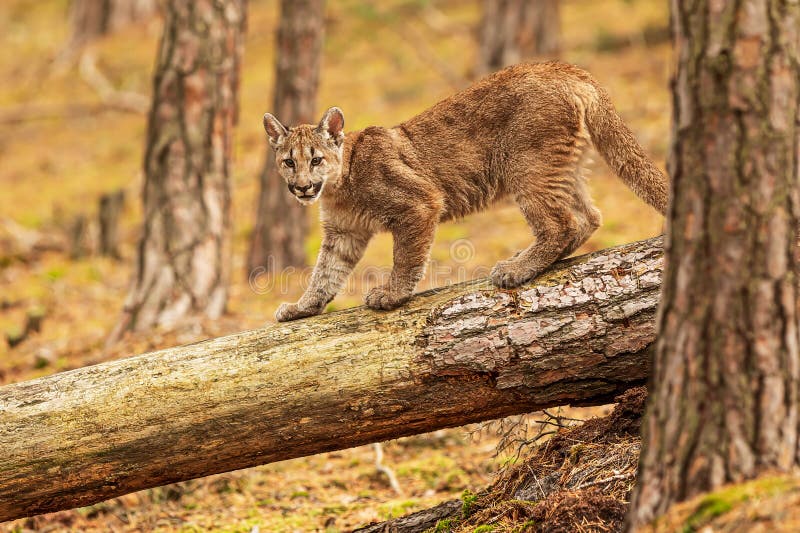 On the Fallen Tree Cougar (Puma Concolor), Puma, Mountain Lion, Panther ...