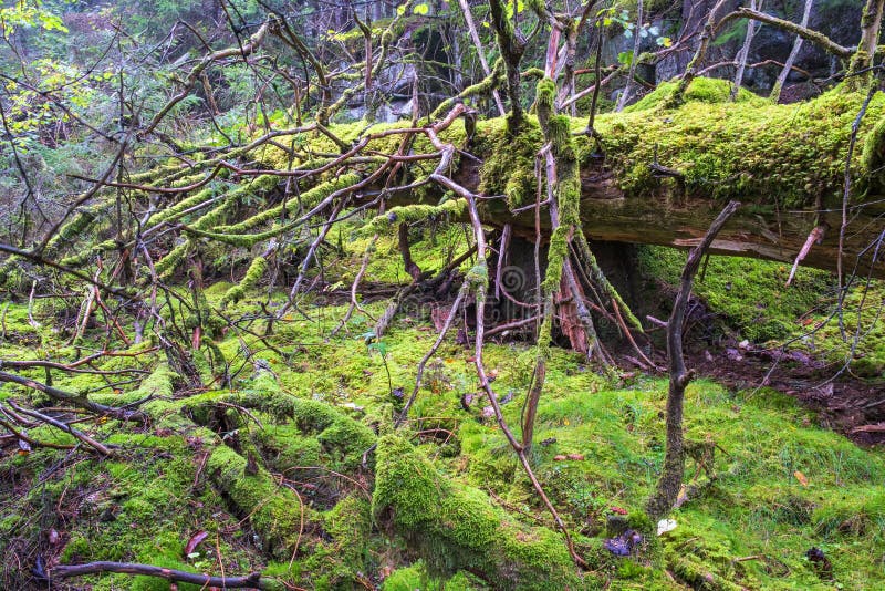 Fallen Tree Covered with Green Moss in a Old Growth Forest Stock Image ...