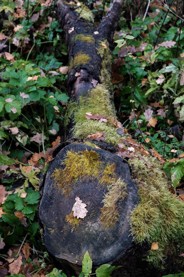 A Fallen Tree Covered with Moss Stock Image - Image of deciduous, decay ...