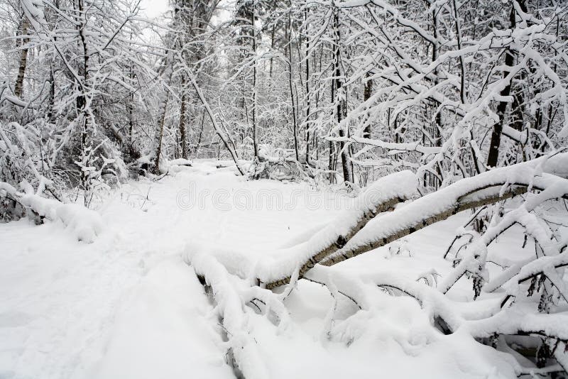 A Fallen Tree Covered with Snow Lies on the Path. Stock Image - Image ...