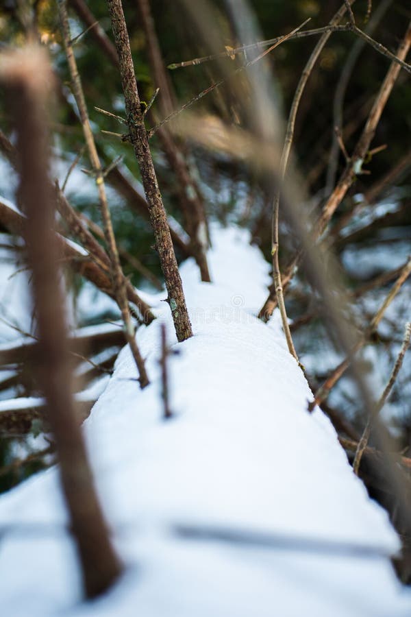 Fallen Tree Covered with Snow in the Winter Forest Stock Photo - Image ...