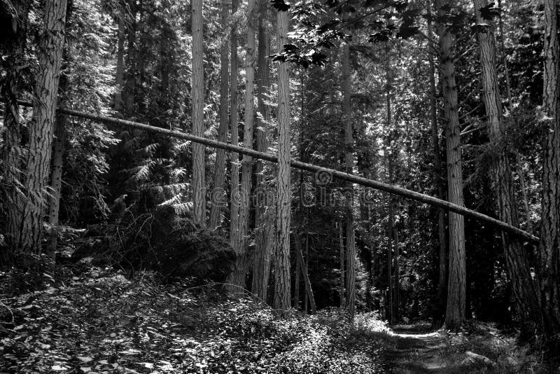 A Large Tree Has Fallen in a Grove of Evergreen Trees Stock Photo ...