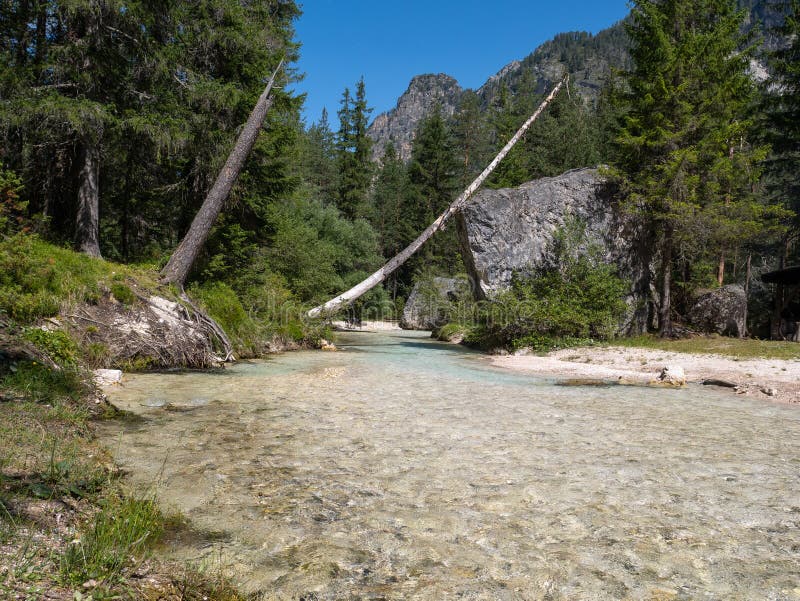 Fallen Tree Creates a Natural Bridge Over a Crystal-Clear River Flowing ...