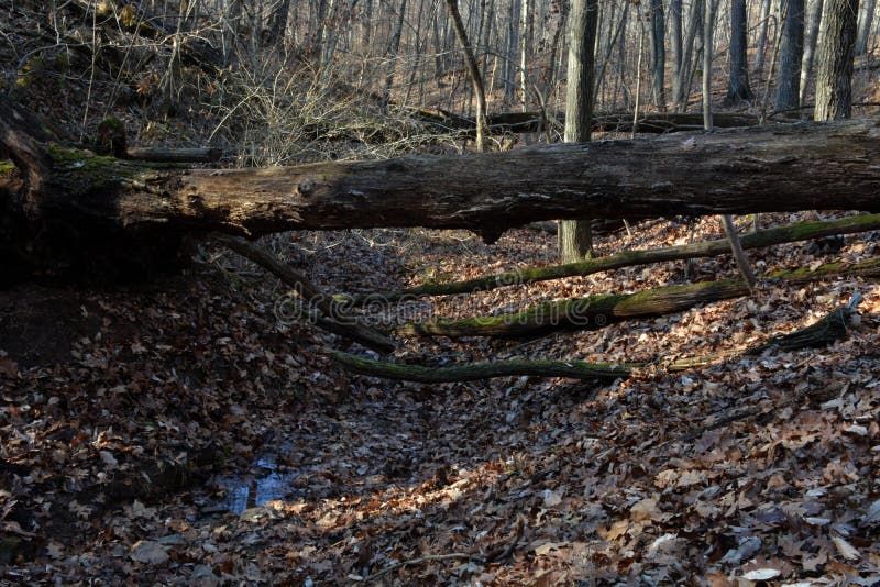 Fallen trees in the forest stock image. Image of tree - 105203341